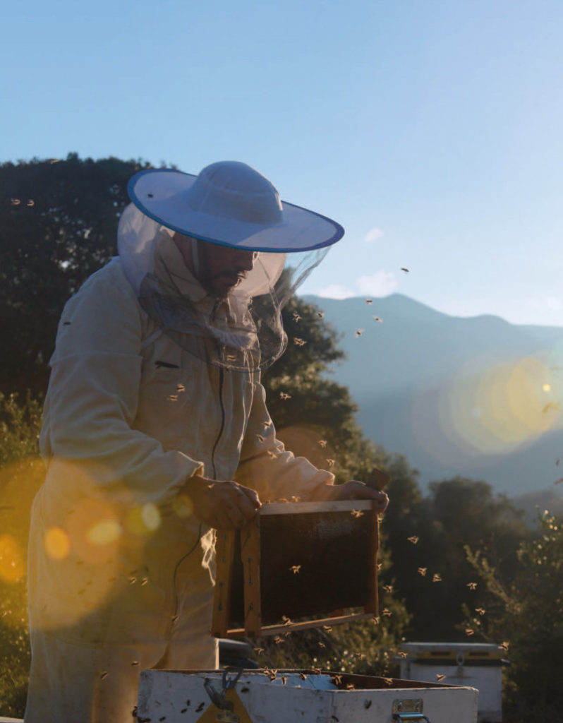 Greek mountain apiaries - Melodia organic honey