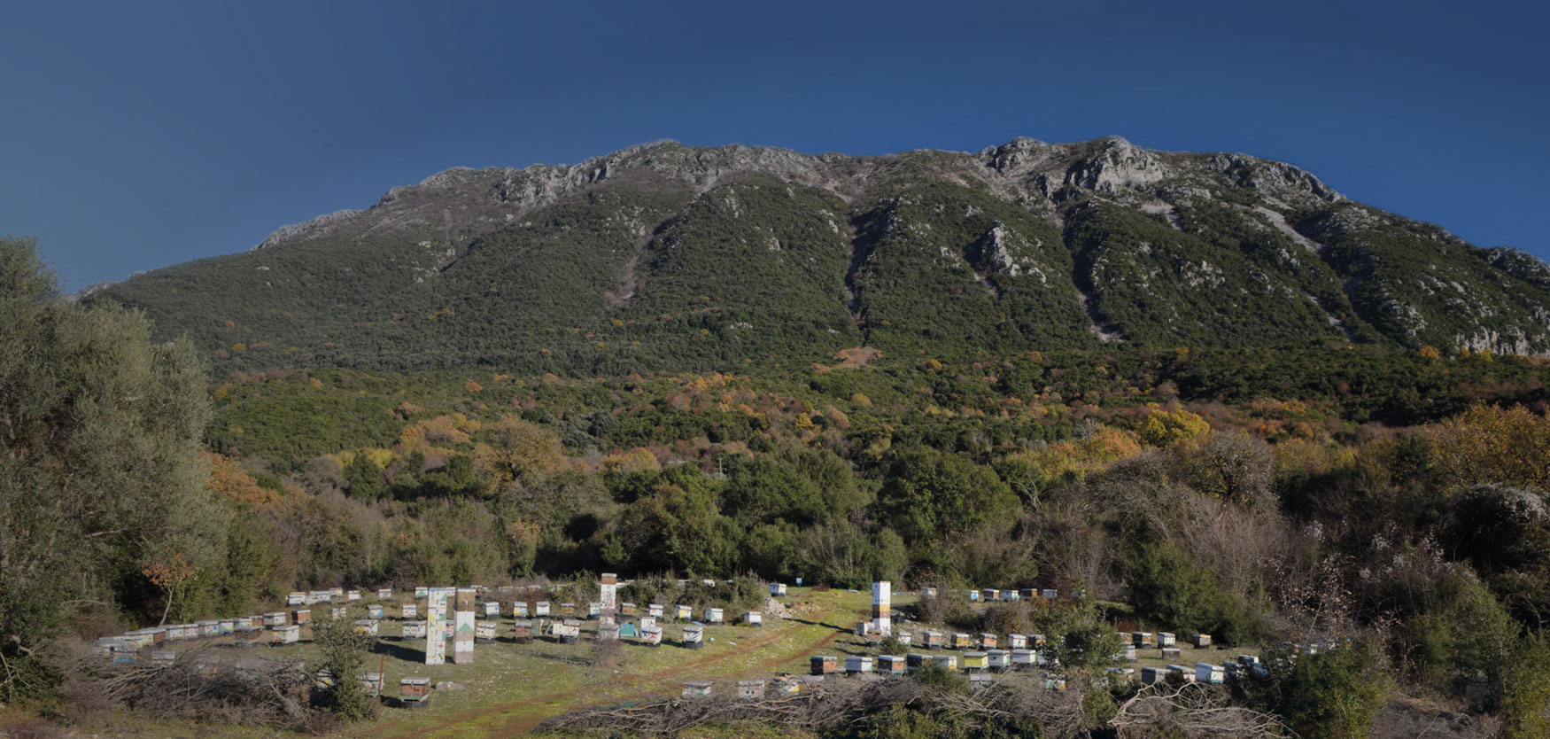 Greek mountain apiaries - Melodia organic honey